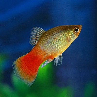 Variatus Neon Coral Blue Platy 4cm